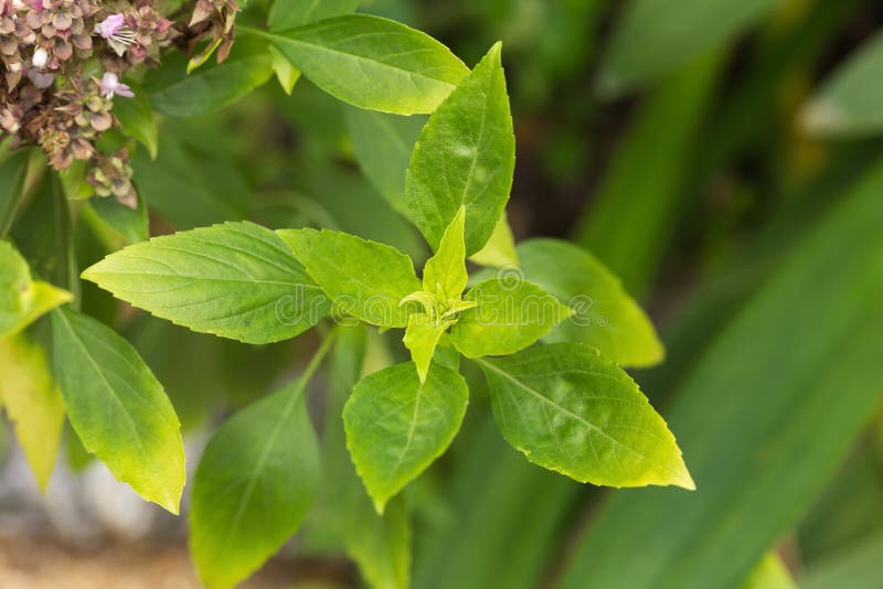 Verse basilicum en bloesem stock foto. Image of geneeskunde - 71358476