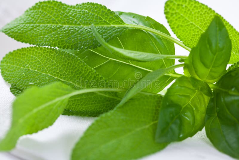 Vers basilicum stock afbeelding. Image of landbouwbedrijf - 86345055