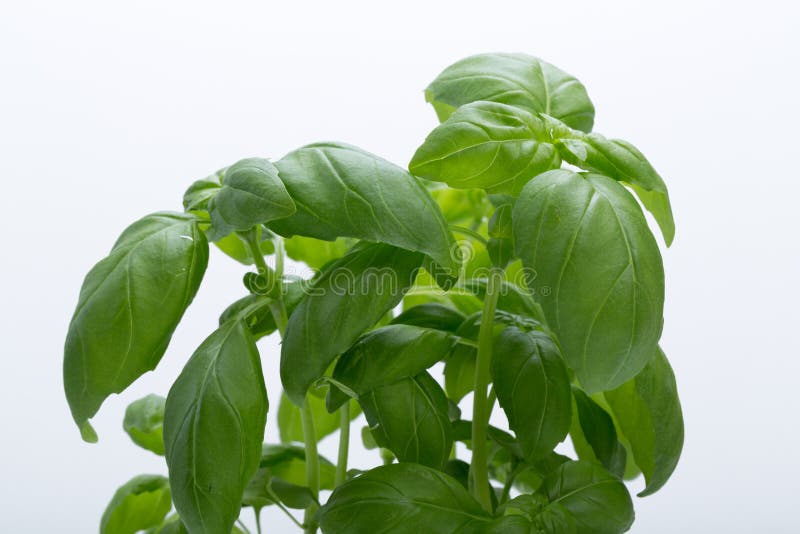 Basilicum - Ocimum Basilicum Stock Foto - Image of aromatisch, groen ...