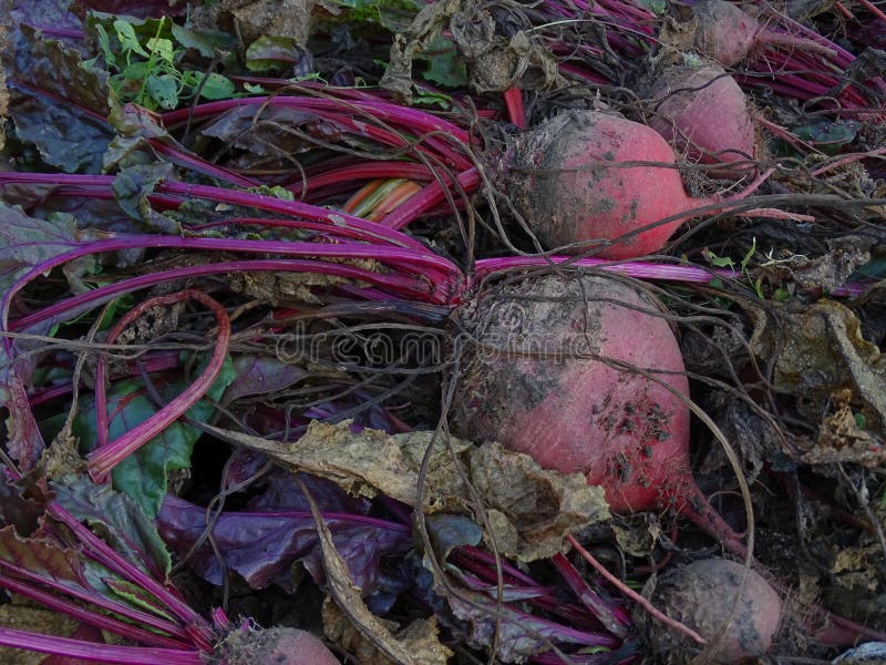 Verse bietenoogst stock foto. Image of purper, biet, vers - 51601586