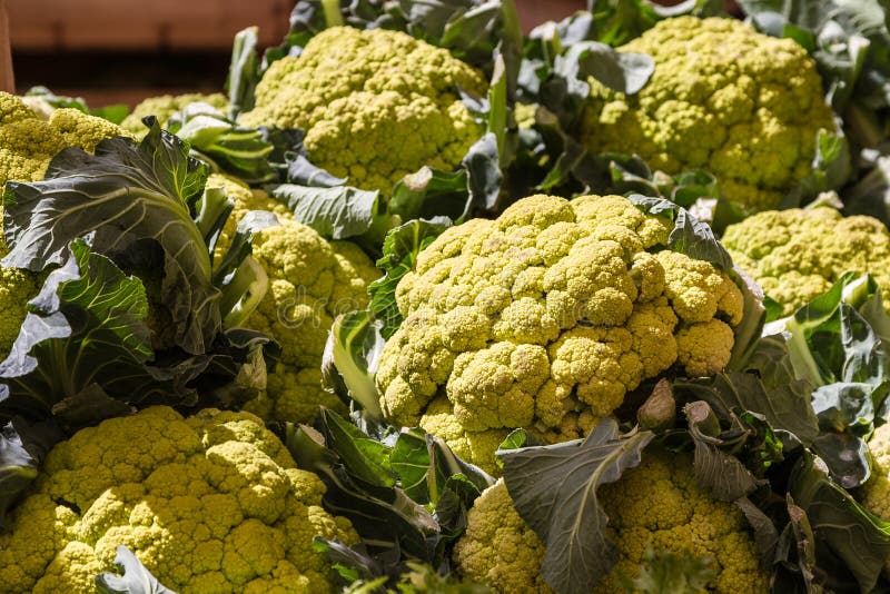 Bloemkool In De Tuin Op Een Zonnige Dag Wordt Gerijpt Die Oogst ...
