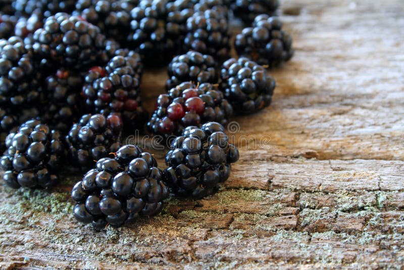 Verse Braambessen stock afbeelding. Image of hout, vers - 5645375
