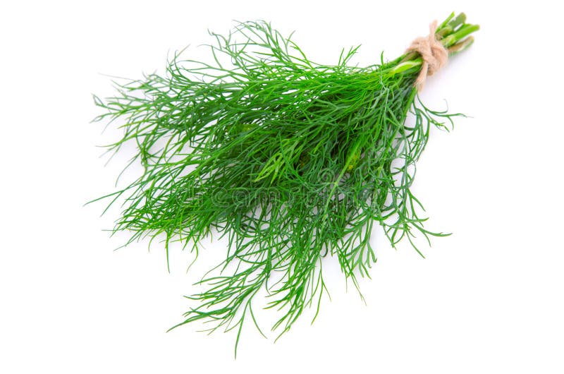 Verse dille stock afbeelding. Image of niemand, versheid - 25304755