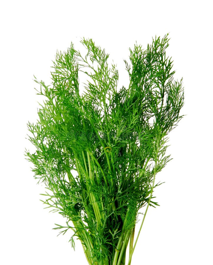 Verse Dille stock afbeelding. Image of seizoen, vegetariër - 3149091