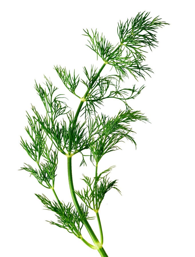 Dille stock afbeelding. Image of voedsel, schot, venkel - 8111089