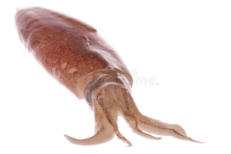 Pijlinktvis stock foto. Image of patagonisch, voedsel - 11860328