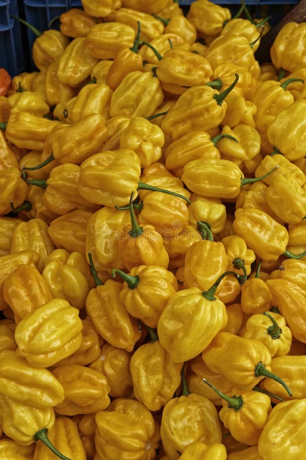 Verse gele peper stock foto. Image of tuin, stof, vers - 75815842
