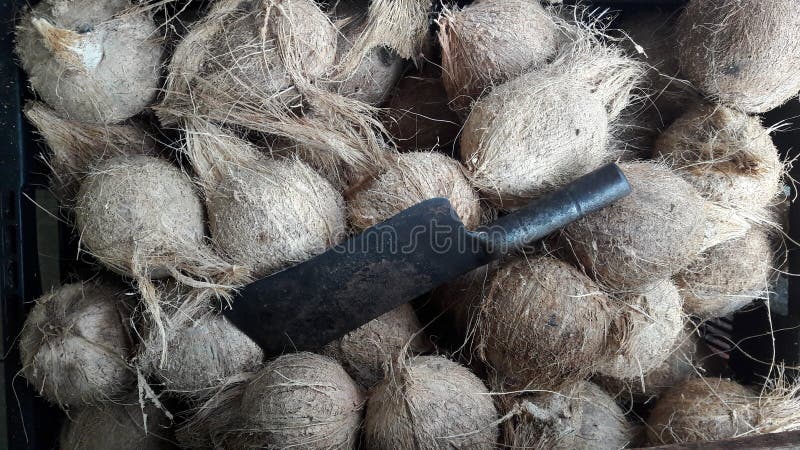 Verse gepelde kokosnoten stock foto. Image of kokosnoten - 82112586