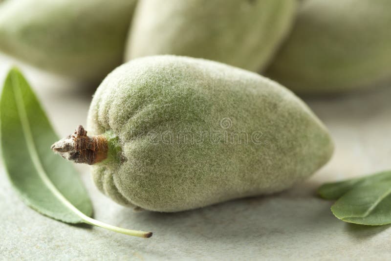 De Groene Vruchten Van De Amandelnoot in Plastic Doos/Container Stock ...