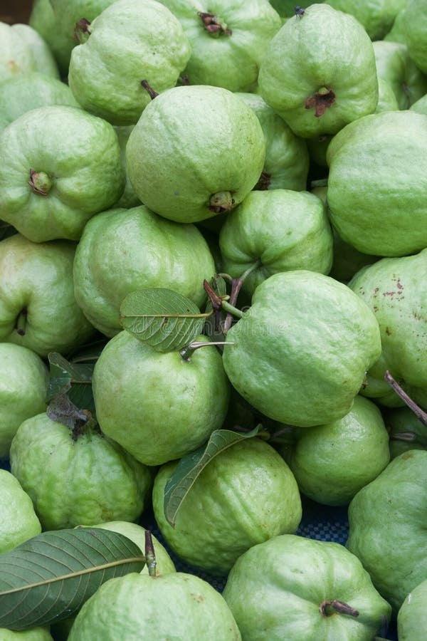 Een Groot Die Guavefruit Op Een Boom In Lokale Tuin In Rodrigues Island ...