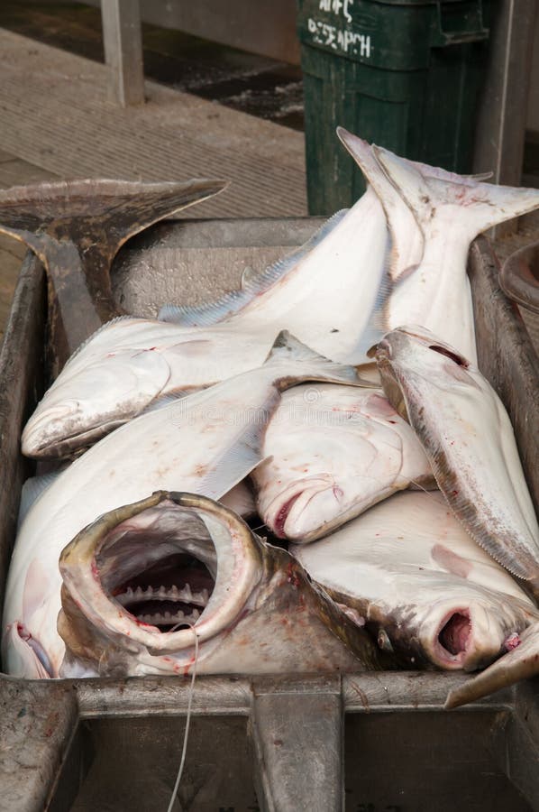 Vangst van verse Heilbot stock afbeelding. Image of alaska - 11497015