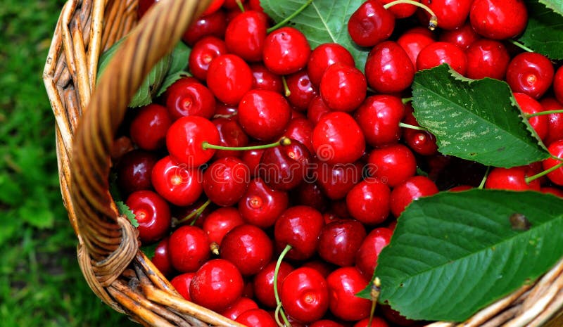 Sommige Kersen En Gesneden Wat. Stock Foto - Image of vrucht ...