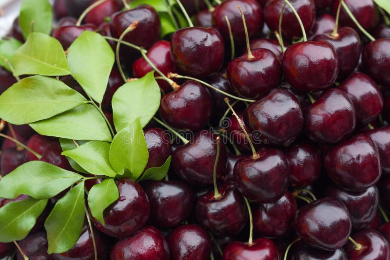 Verse kersen stock foto. Image of zoet, eten, voedsel - 84681450