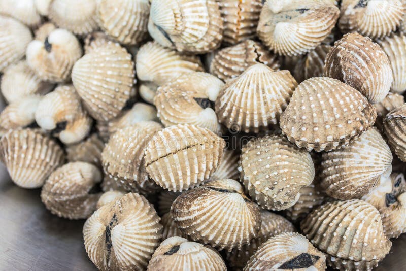 Verse Kokkel stock afbeelding. Image of leeg, leven, weekdier - 44312159