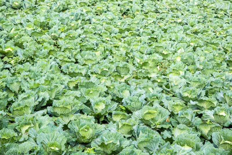 Verse kool in de tuin stock afbeelding. Image of tuinieren - 86146295