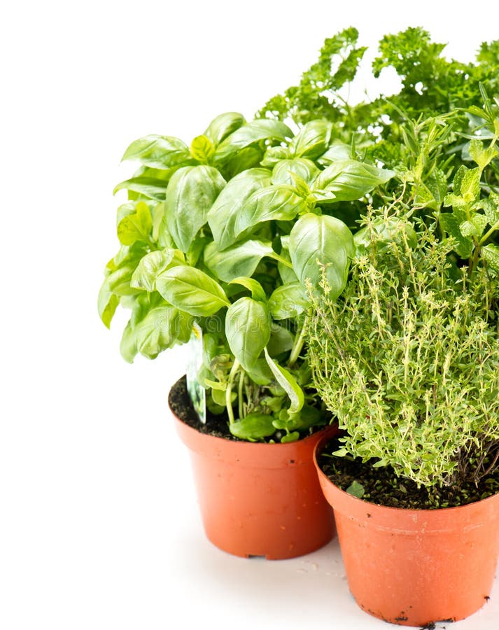 Bos van kruiden stock foto. Image of kruiden, kruid, oorsprong - 14996122