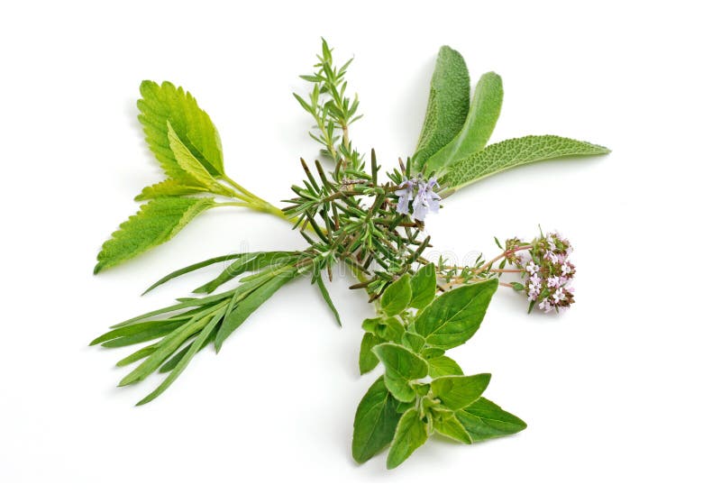 Verse kruiden, kruid stock afbeelding. Image of ingrediënt - 8671367