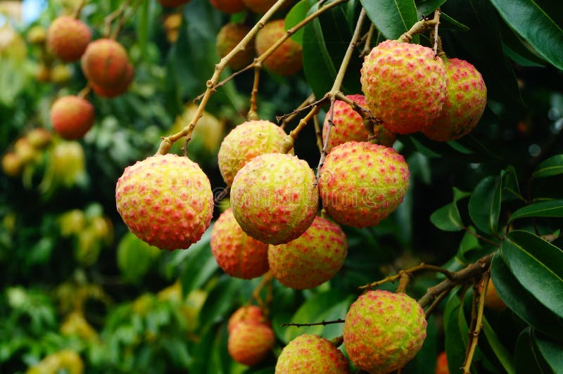 Verse Lychee stock afbeelding. Image of boom, toerisme - 55445969