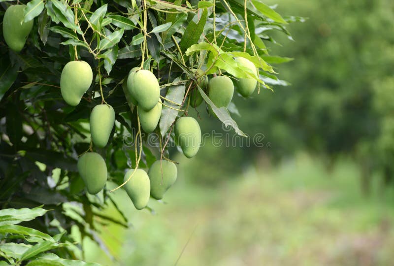 Bos Van Groene Onrijpe Mango Op Mangoboom Stock Afbeelding - Image of ...