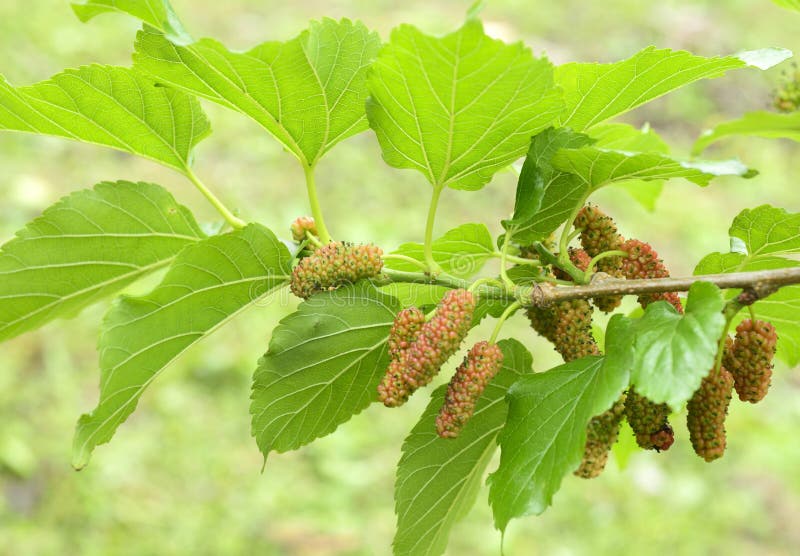 Jonge Vruchten Van Witte Moerbeiboom Alba Morus in Bijlage Aan De ...