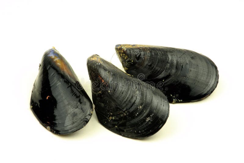 Mossel stock afbeelding. Image of schelp, dieet, eten - 13157571