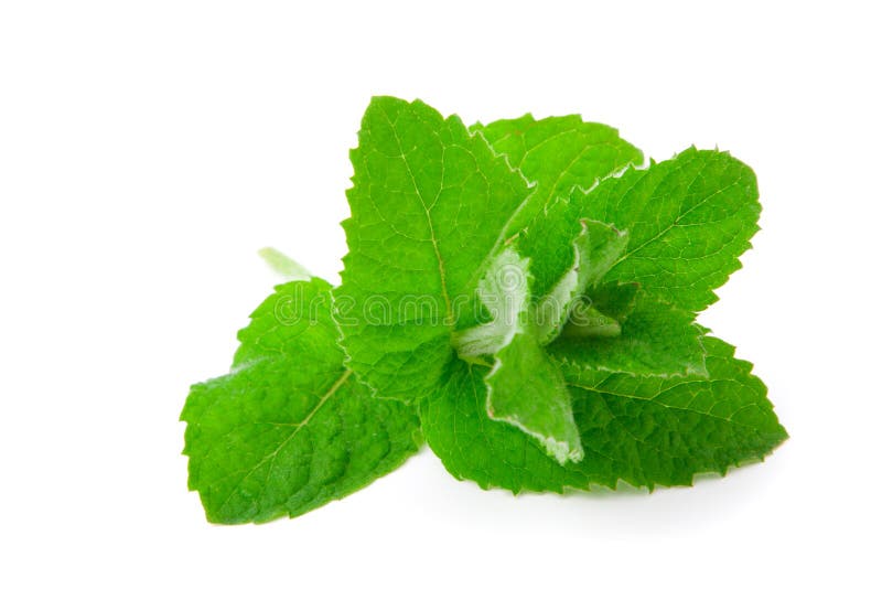 Verse munt stock foto. Image of citroen, kruid, aromatisch - 27924584