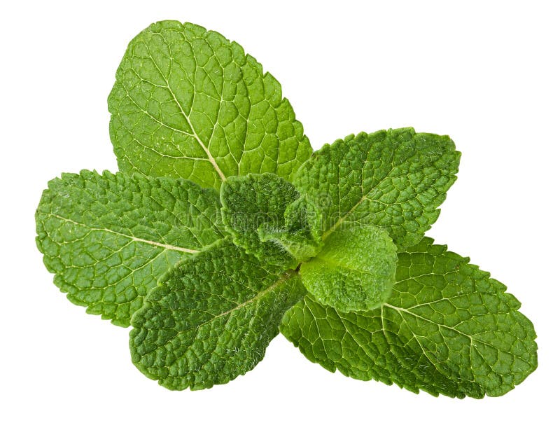 Groene munt stock foto. Image of takje, installatie, blad - 14712016