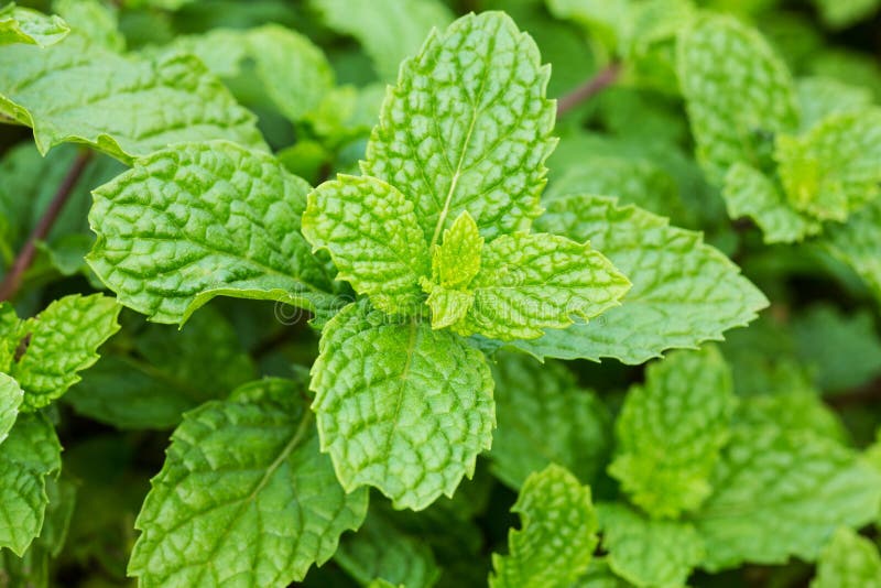 Verse munt stock afbeelding. Image of groen, kruid, plantkunde - 40775199