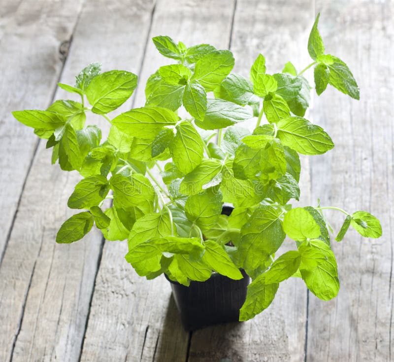 Verse munt in de pot stock afbeelding. Image of vers - 31249675