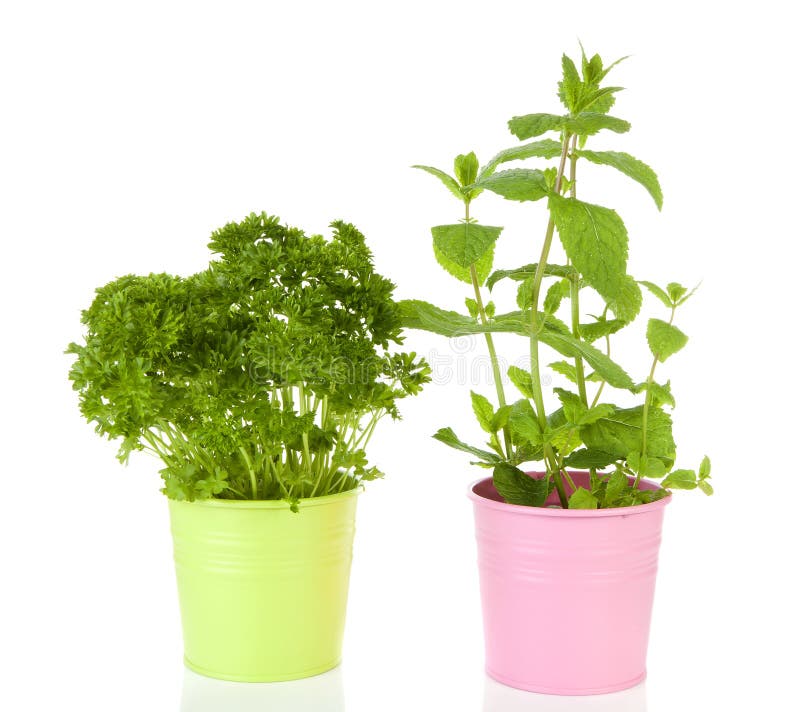 Verse Munt En Peterselieinstallatie in Roze Pot Stock Foto - Image of ...