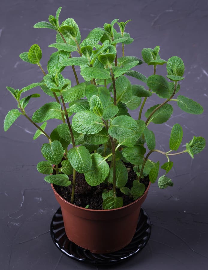 Verse munt in pot stock afbeelding. Image of nave, kruid - 111046019
