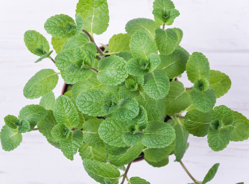 Verse munt in pot stock afbeelding. Image of nave, kruid - 111046019