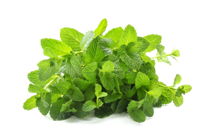 Bos van verse munt stock foto. Image of verfrissing, balsem - 28155904