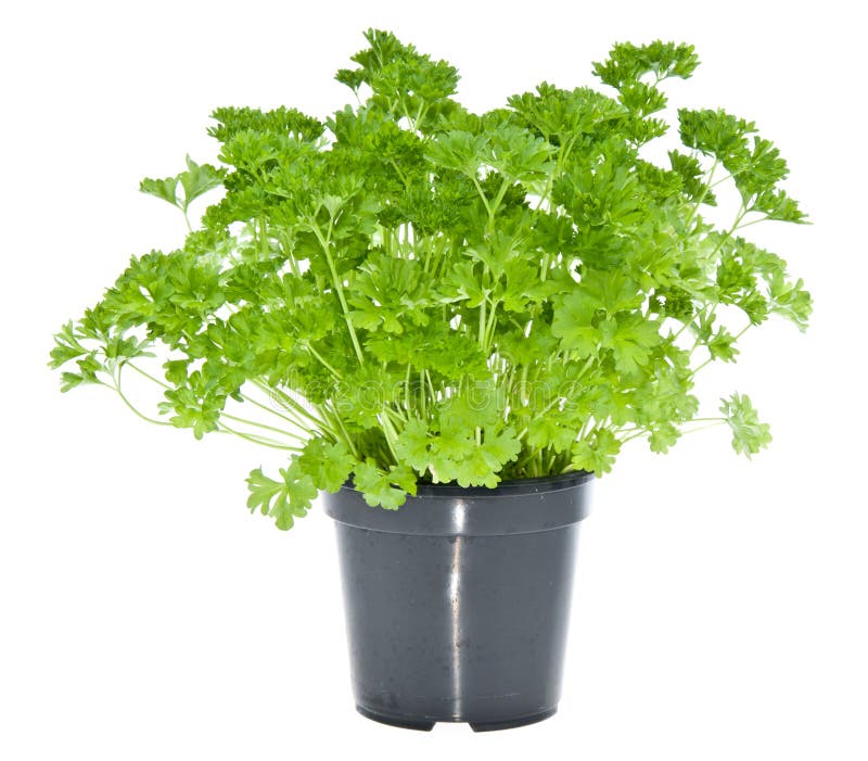 Verse Peterselie in Een Zwarte Pot Stock Afbeelding - Image of sluit ...