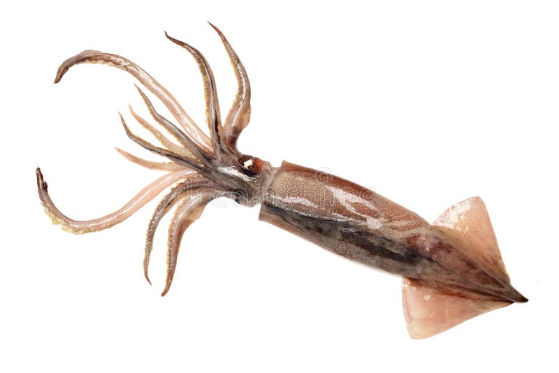 Pijlinktvissen stock afbeelding. Image of weekdier, beeld - 27674933