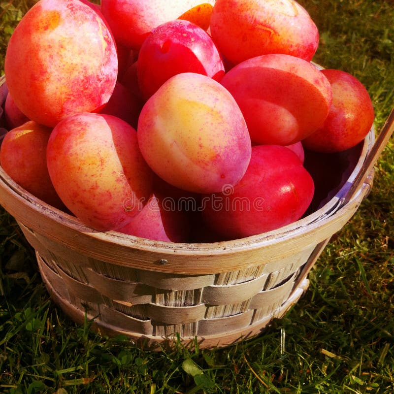 Verse pruim stock foto. Image of geplukt, landbouw, pruim - 101786478