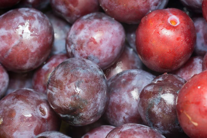 Verse pruimen, macro stock foto. Image of besnoeiing - 69386650
