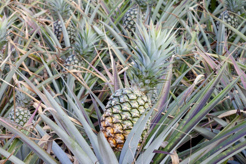 Ananas op boom in de tuin stock foto. Image of gebied - 129410966