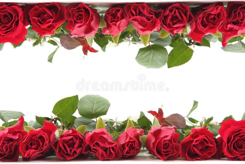 Verse rode rozen als kader stock foto. Image of knop - 30688812