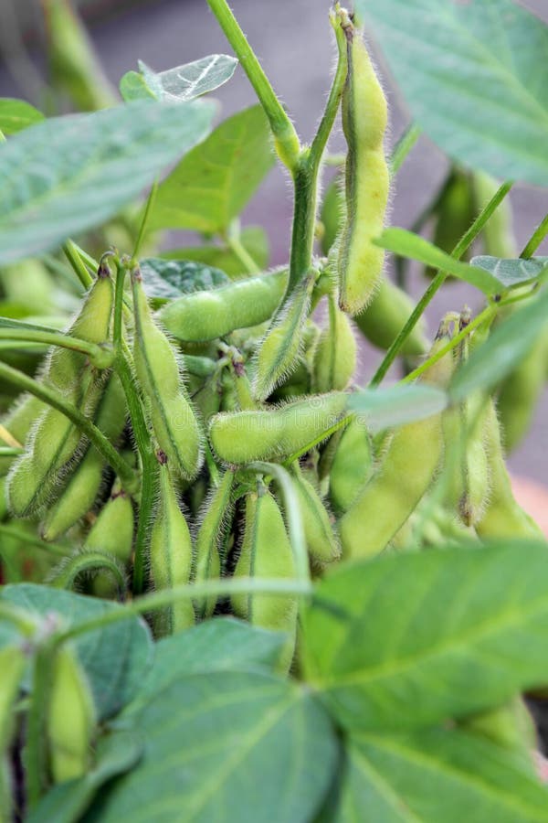 Verse sojaboon stock foto. Image of ingrediënt, gewas - 49406110