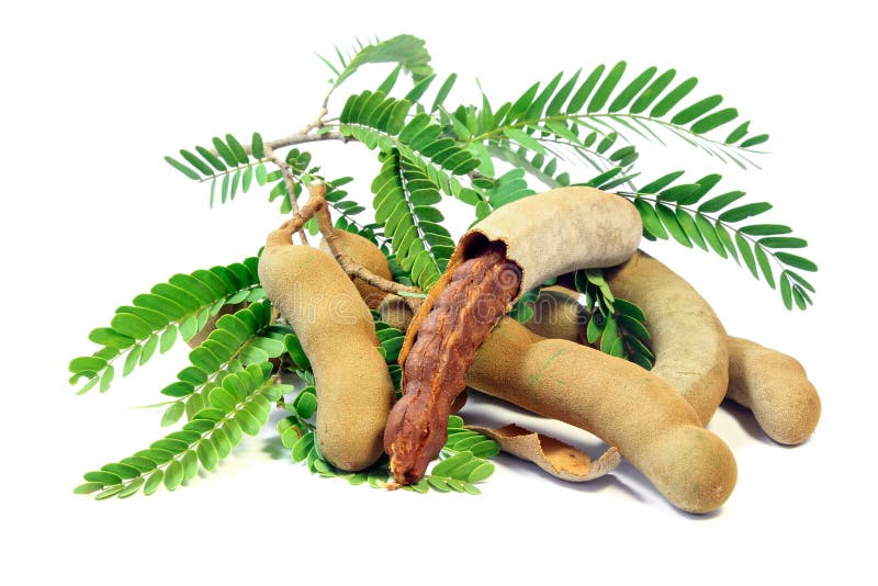 Tamarinde, Boom stock afbeelding. Image of installatie - 48294597