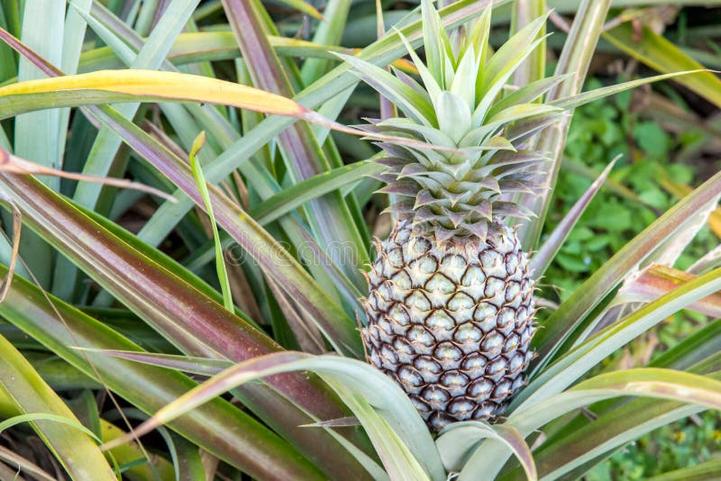 Verse Tropische Ananas Op De Boom Stock Foto - Image of openlucht ...