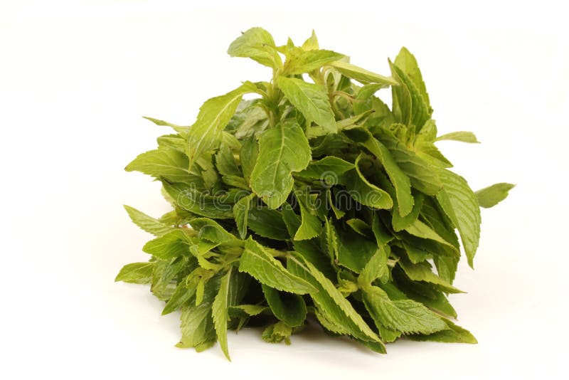 Verse tuinkruiden Munt stock afbeelding. Image of leugen - 56467097