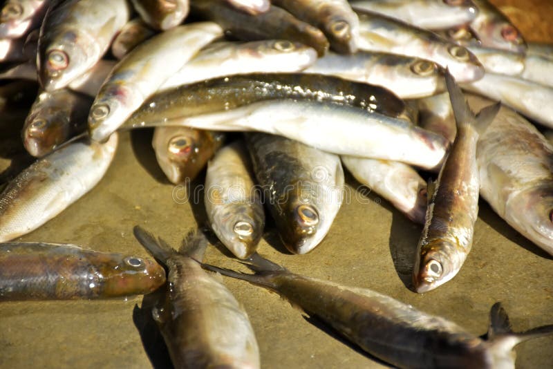 Kleine Eetbare Vissen Voor Verkoop Stock Foto - Afbeelding bestaande ...