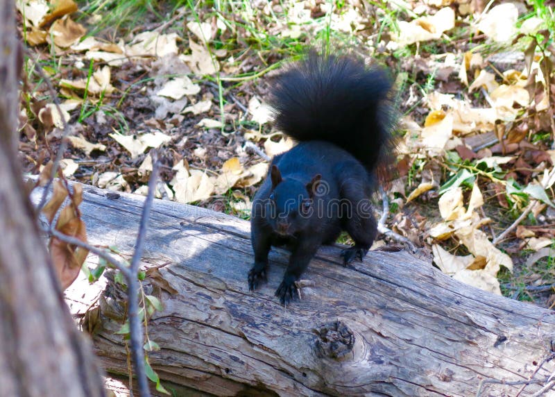 Close Up Image of Cute Black Squirrel - Alberta, Canada Stock Photo ...