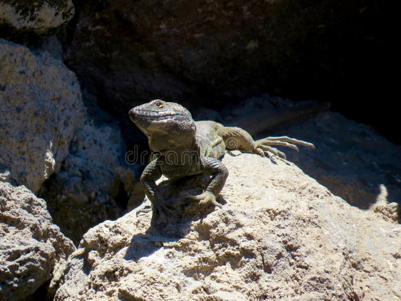 Canaryislandswildlife Stock Photos - Free & Royalty-Free Stock Photos ...