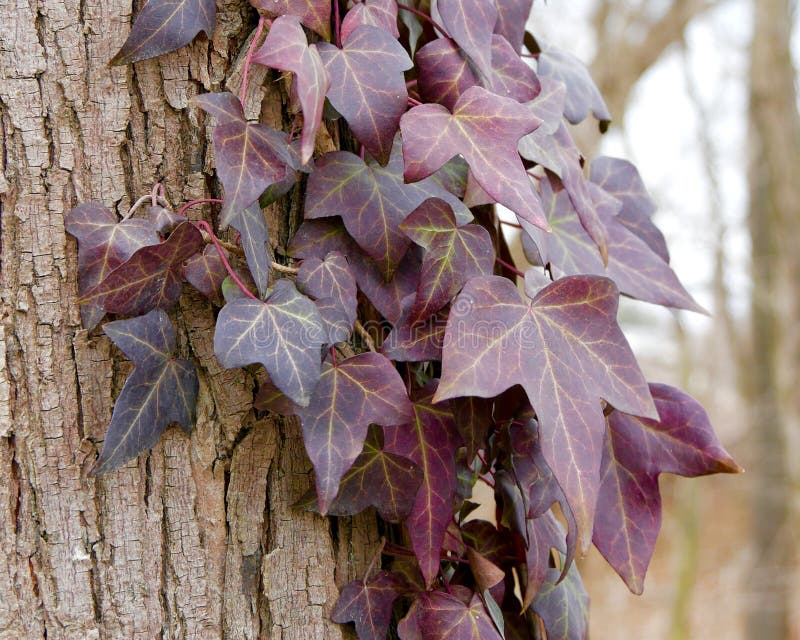 Purple Ivy on Winter Tree stock photo. Image of towpath - 191651234