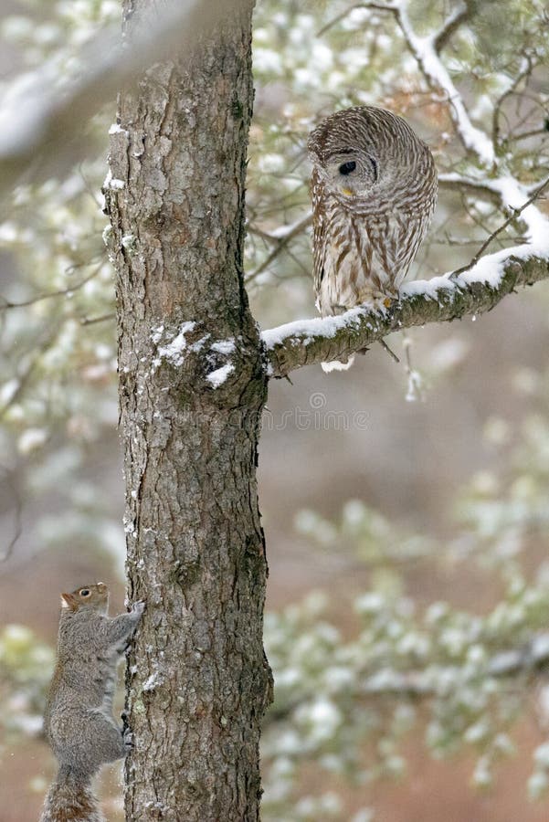 Versperde uil in een boom stock afbeelding. Image of vogel - 50235605