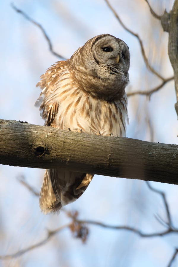 Versperde uil in een boom stock foto. Image of ornithologie - 54857030
