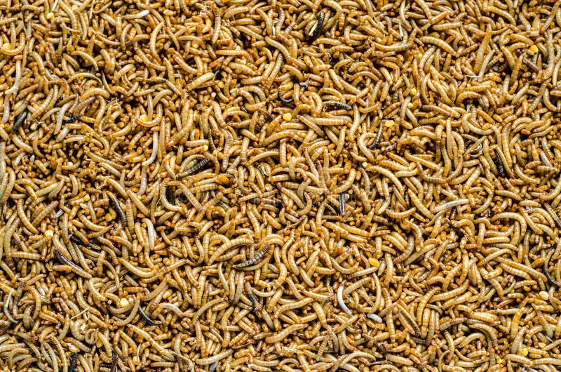 Verspreiding van meelworm stock afbeelding. Image of onhygiënisch ...